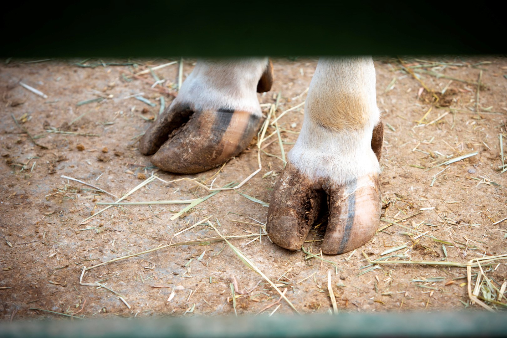KZN vaccinates 1-million cattle against disease | Northern Natal News