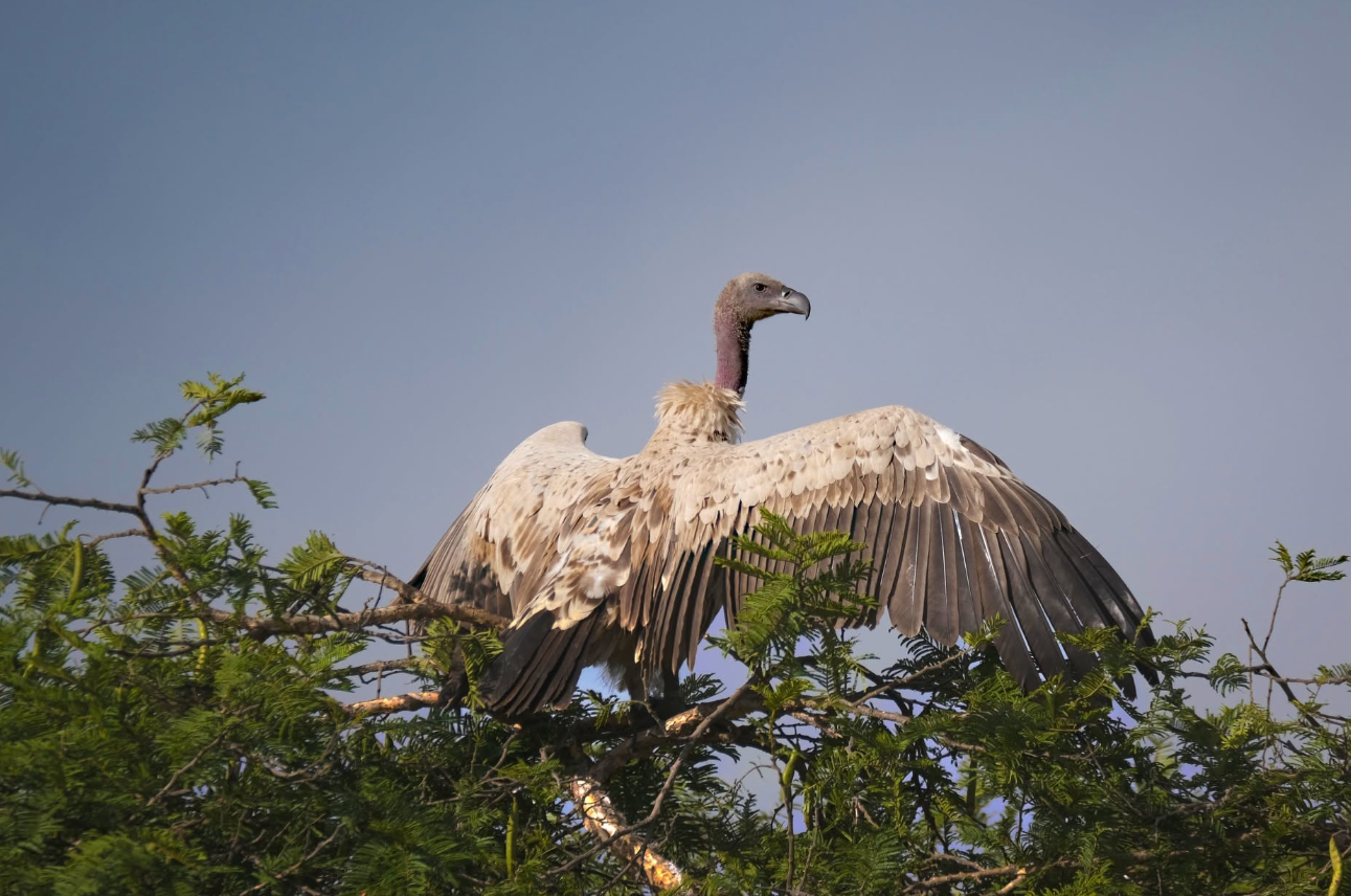 Watch: Mission to find missing vultures, dead or alive | Northern Natal ...