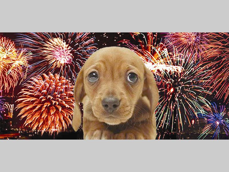 Sorg vir jou diere tydens feesgety | Review