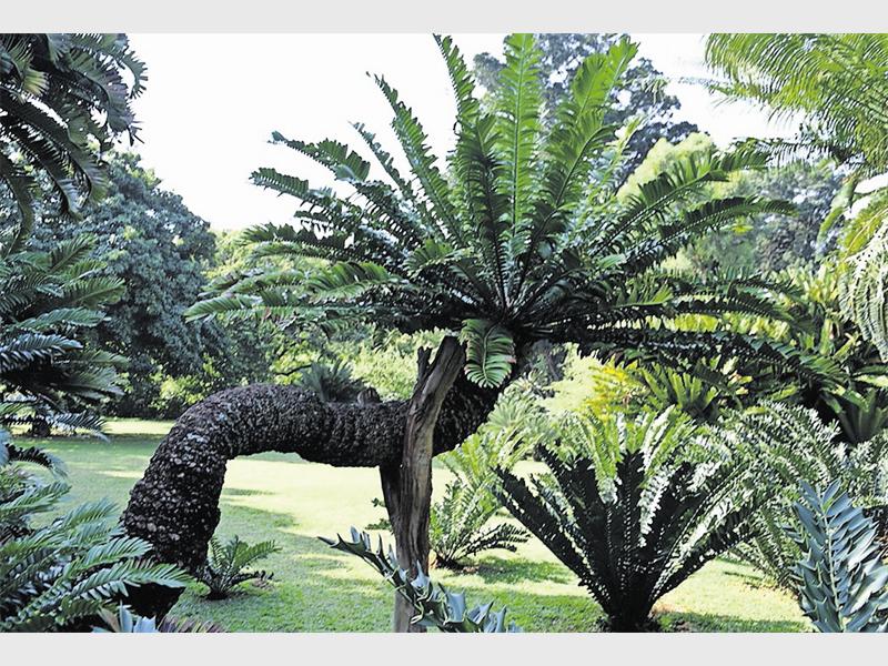 Vier broodboomdiewe vasgetrek | Review