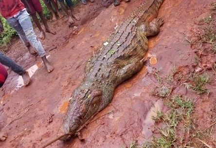 Limpopo rangers shoot crocodile over fears it would attack residents ...