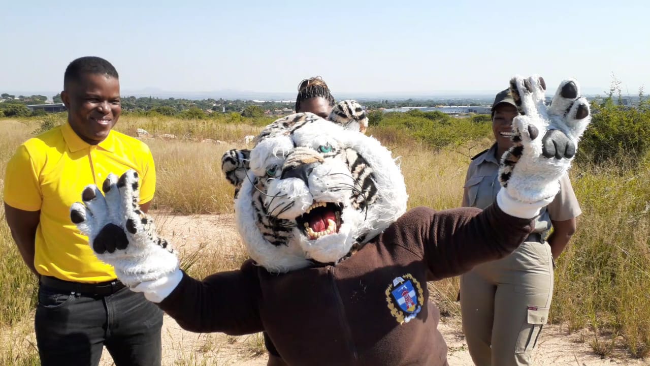 APRIL FOOLS!!! Roaming tiger captured near Ster Park | Review