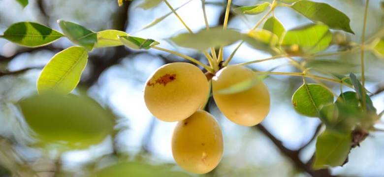 Cash in on marula season - Vhembe mayor | Review