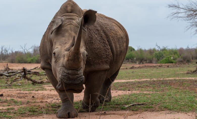 7 years and R5m later - Polokwane's rhinos still in limbo | Review