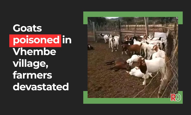 Goats poisoned in Vhembe village, farmers devastated | Review