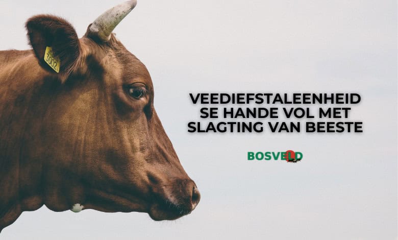 Veediefstaleenheid se hande vol met slagting van beeste | Review