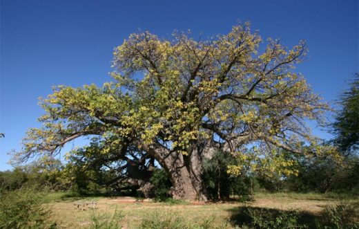 Sho't Left this festive season: 20 Must-visit Limpopo attractions | Review