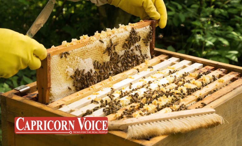 Meet the 24-year-old beekeeper producing honey in Nzhelele | Review