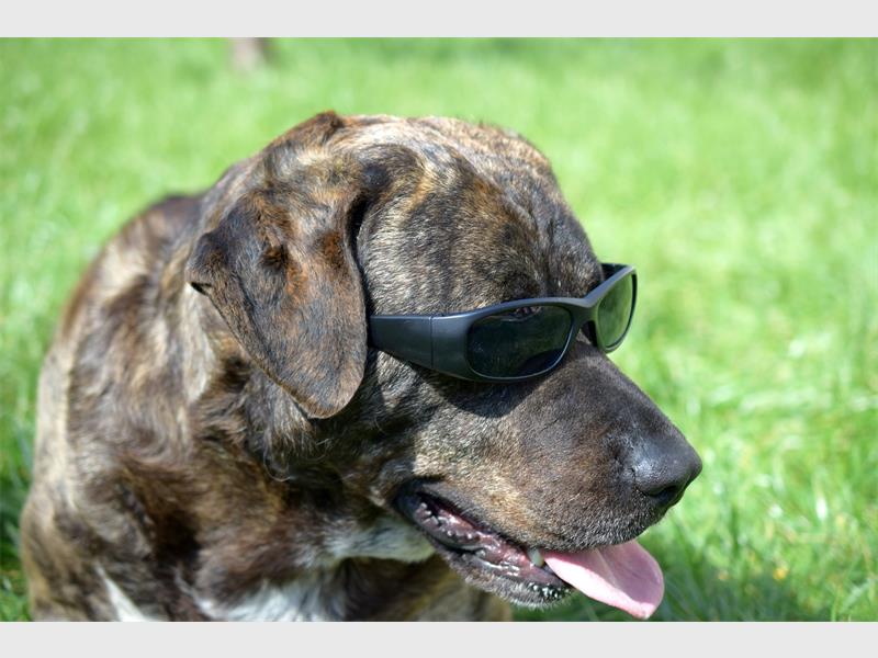 Heatwave safety tips for your pets | Northcliff Melville Times