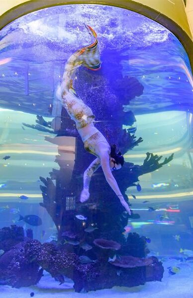 Be sure not to miss seeing the mermaids swim in the Cresta Aquarium ...