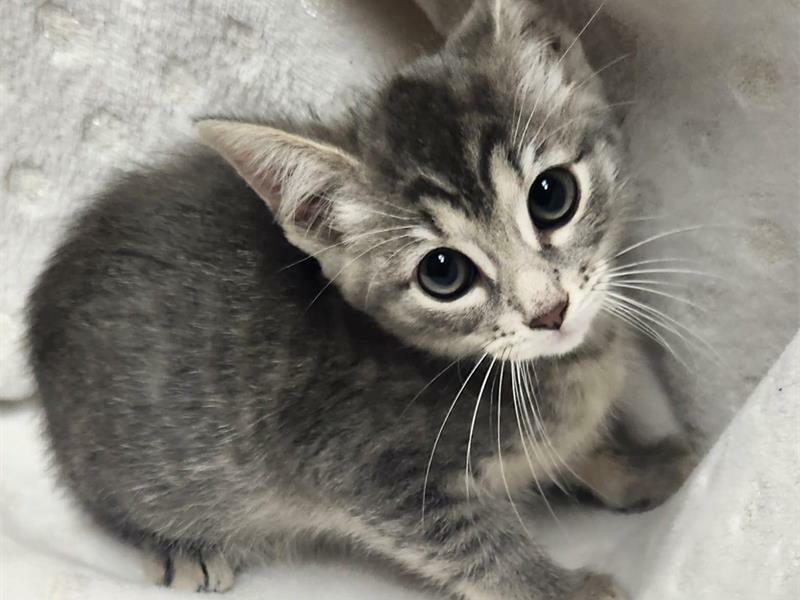 Gorgeous kittens up for adoption in Fairland | Northcliff Melville Times