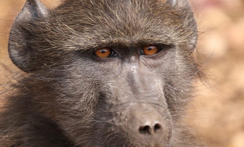 Authorities struggle with baboon’s safe capture | Northcliff Melville Times
