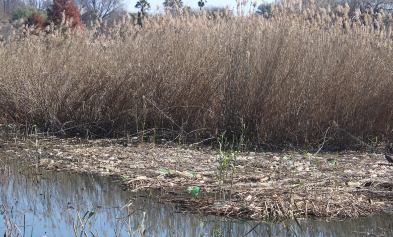 A fisherman’s tale on the deteriorating state of the Westdene Dam ...