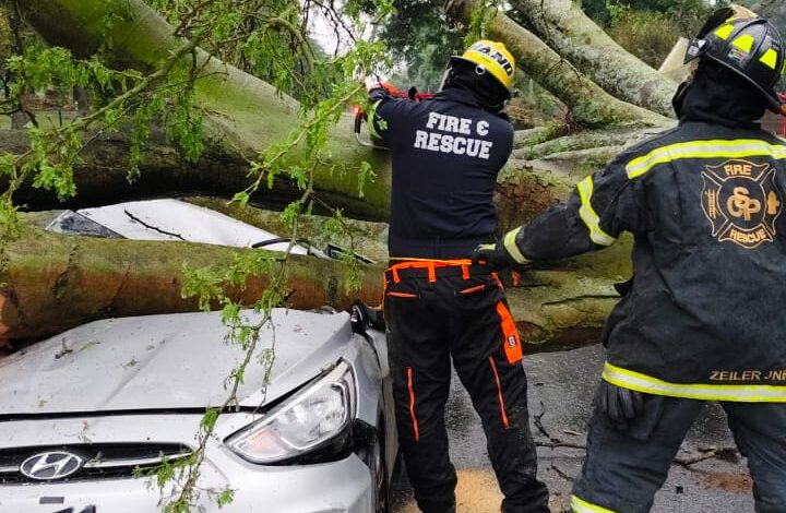 Fallen tree crushes car on Beyers Naudé Drive after heavy rains ...