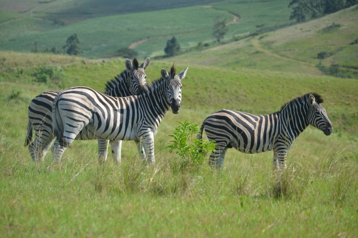 Restoring the balance of nature | North Coast Courier