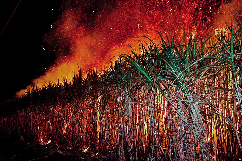 Cane fires plague dry season | North Coast Courier