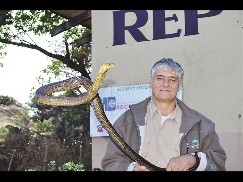 Seen any snakes? Report it | North Coast Courier