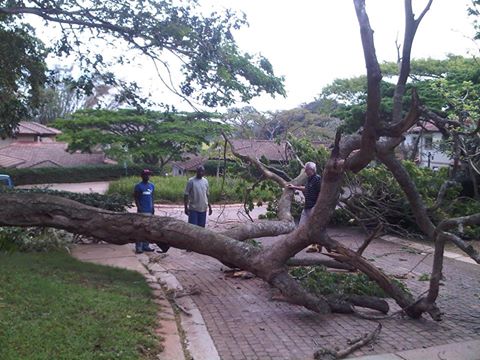 Strong wind claims first casualties in Ballito | North Coast Courier