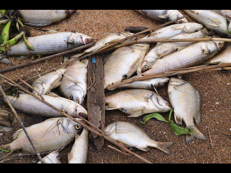 Dead fish raise alarm over rivers | North Coast Courier