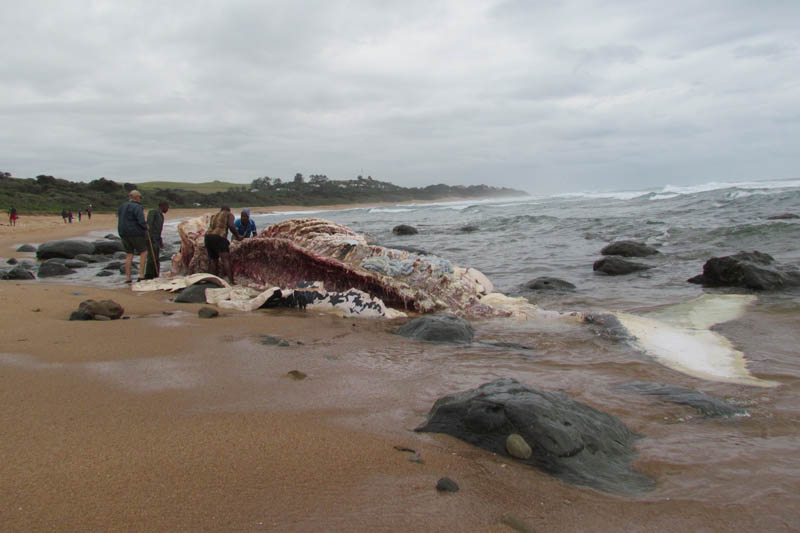 Whale carcass near Nonoti River | North Coast Courier