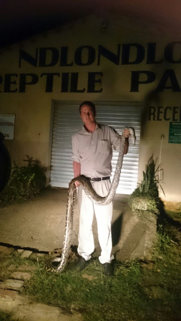 Python "greets" residents at Westbook entrance | North Coast Courier