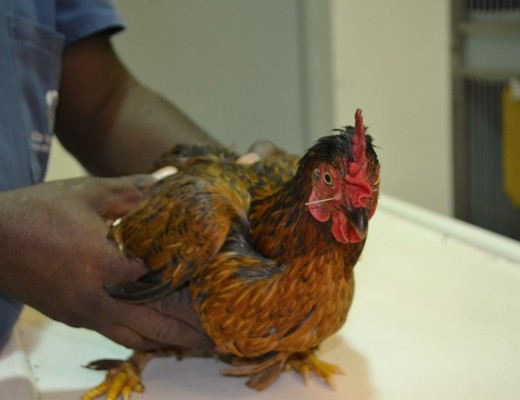 Bizarre chicken mutilation on Ballito beach | North Coast Courier