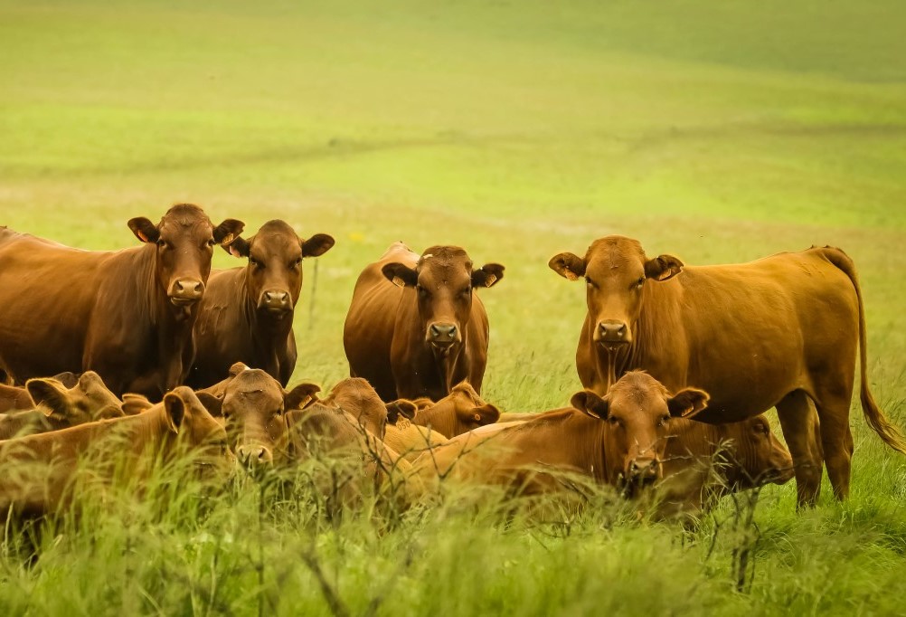 Find the perfect cut of natural beef at Taylor’s Meats and More | North ...