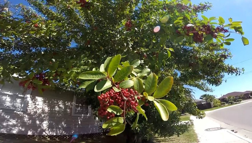 Invasive plants: A popular but harmful tree | North Coast Courier