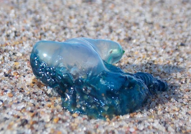 Bluebottles: Mysterious ocean dwellers | North Coast Courier
