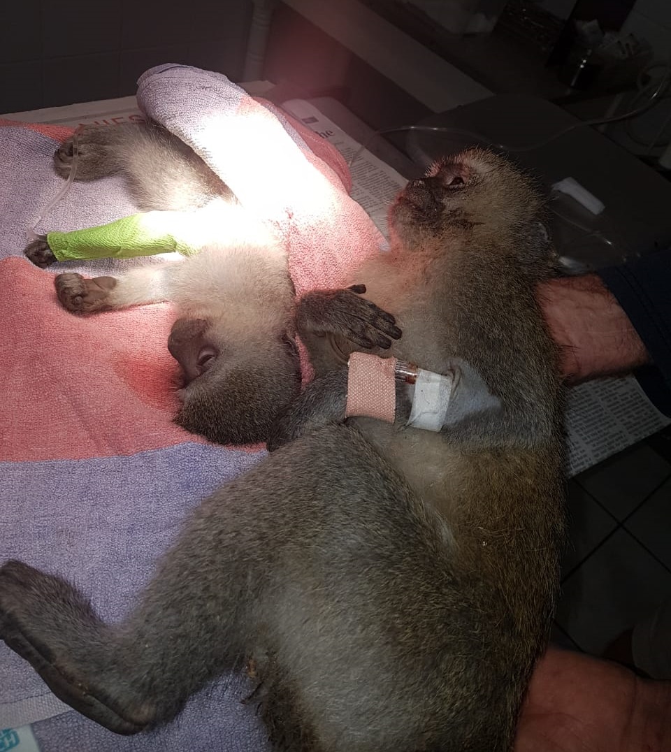 VIDEO: Monkeys in agony after poisoning in Salt Rock | North Coast Courier
