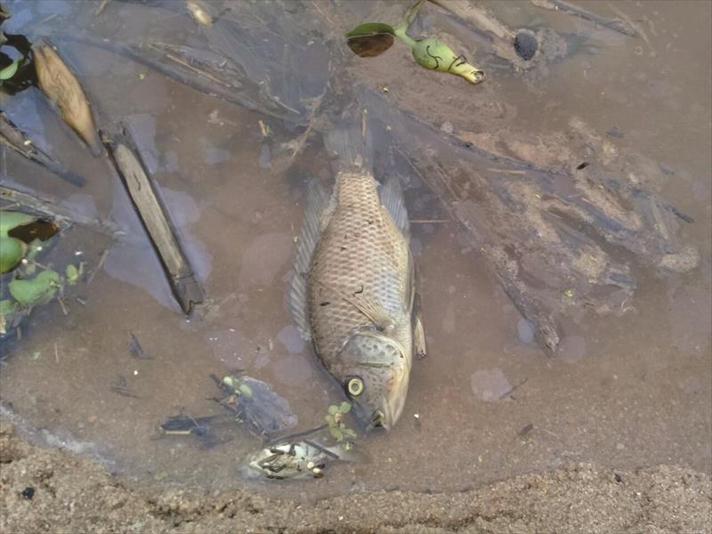 Sewage flows into Nonoti River | North Coast Courier