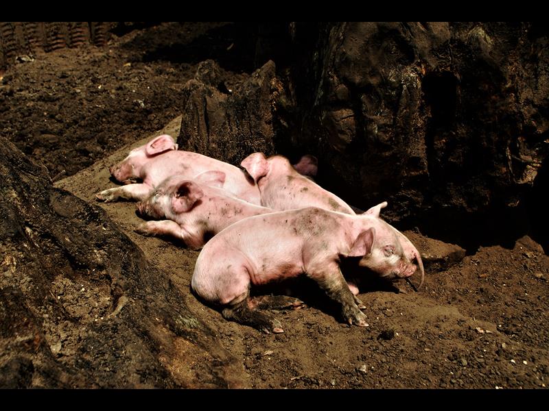 It's a pig's life on the Dolphin Coast | North Coast Courier