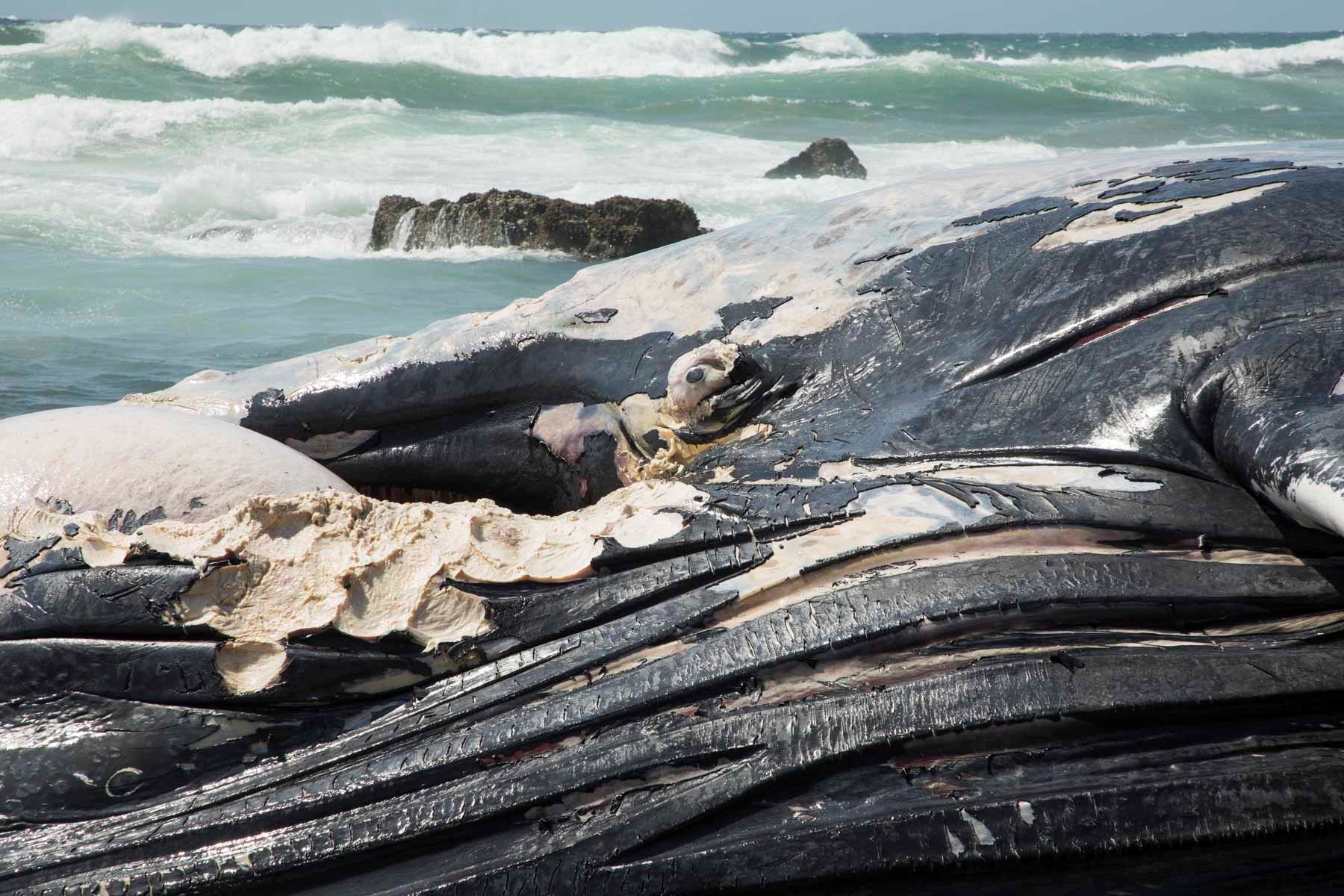 PICS: Whale carcass washes ashore at Peace Cottage, Umdloti | North ...