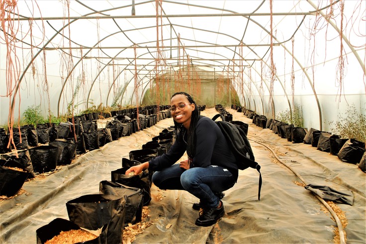 Light at the end of the veggie tunnel - Ilembe | North Coast Courier