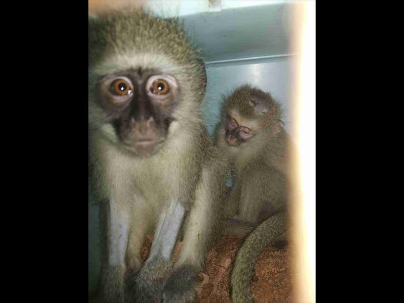 UPDATE: SAPS investigating Umdloti mass monkey poisoning | North Coast ...