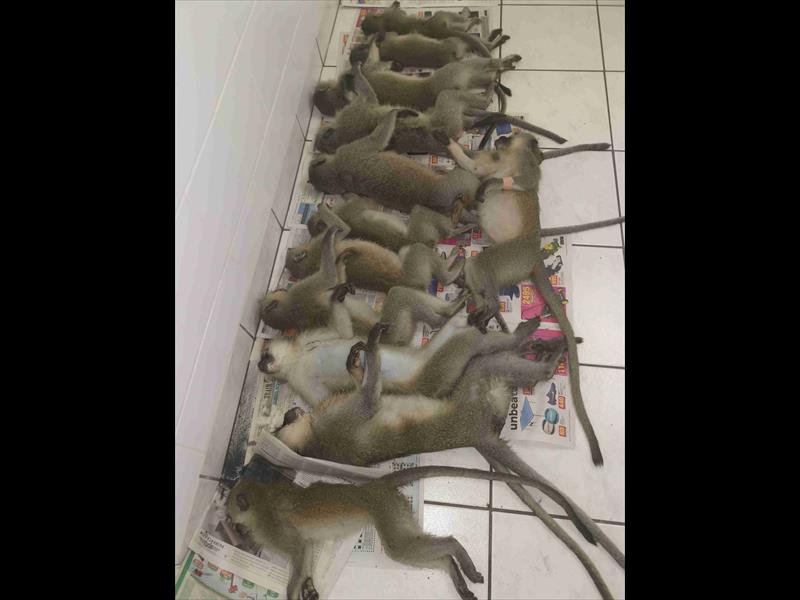 UPDATE: R40 000 reward for mass monkey poisoning - Umdloti | North ...