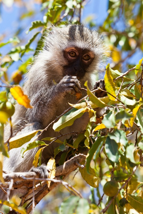 Planting for monkeys: Part 2 - Advice from Ballito Rescue | North Coast ...