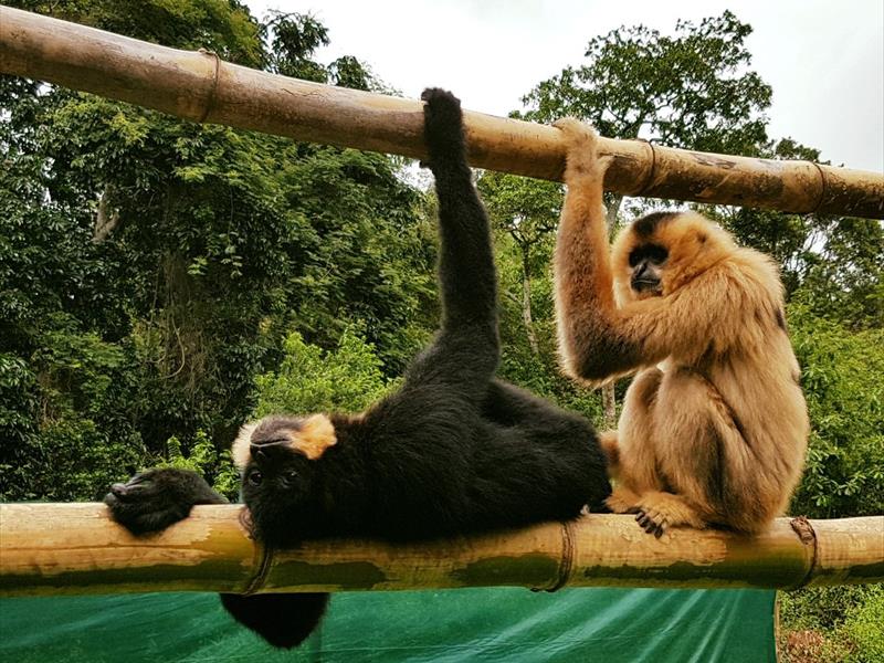Let the monkey-venture begin at Monkeyland! | North Coast Courier