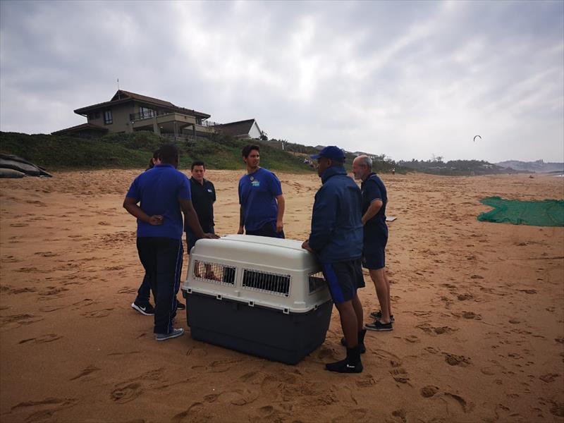WATCH: Seal rescued off Chaka's Rock beach | North Coast Courier