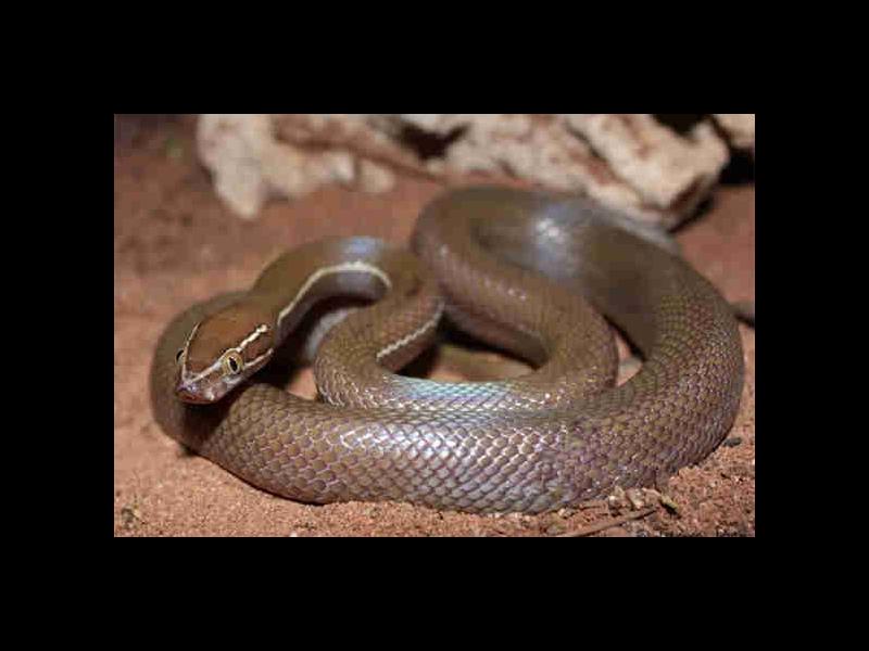 Don't let a run in with a snake spoil your festive season, get clued up ...