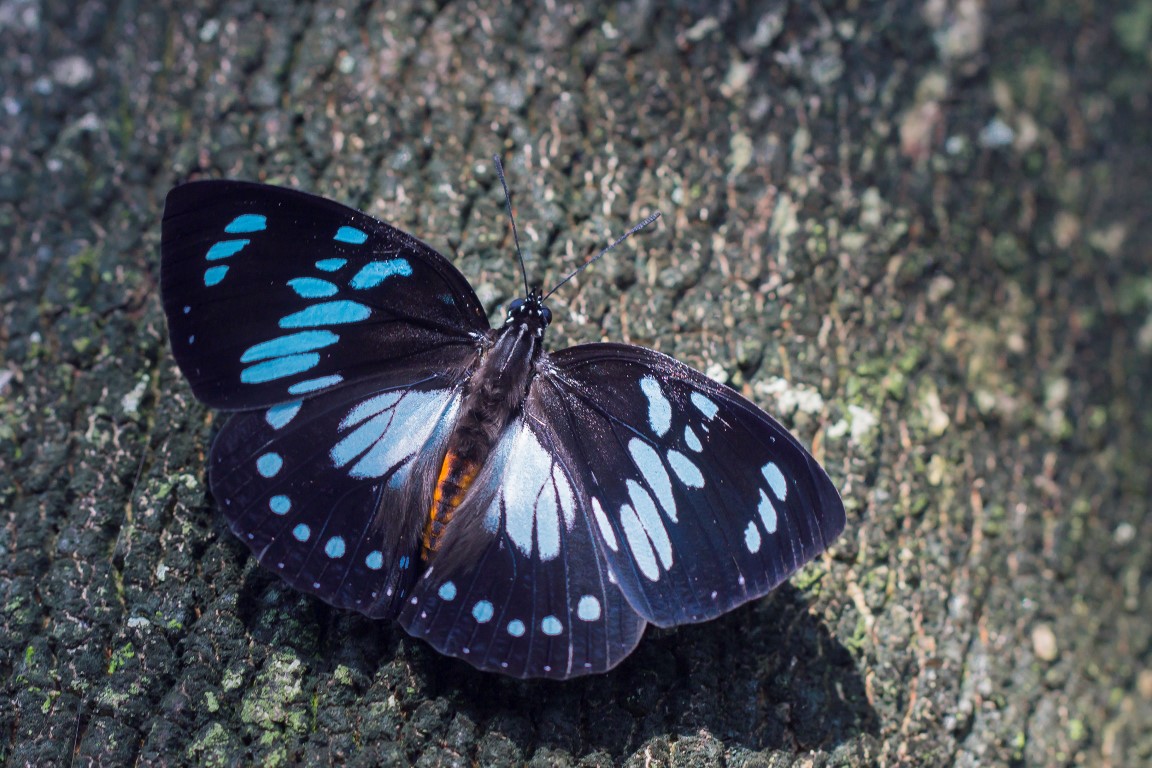 Ten magnificent butterflies of the Dolphin Coast | North Coast Courier
