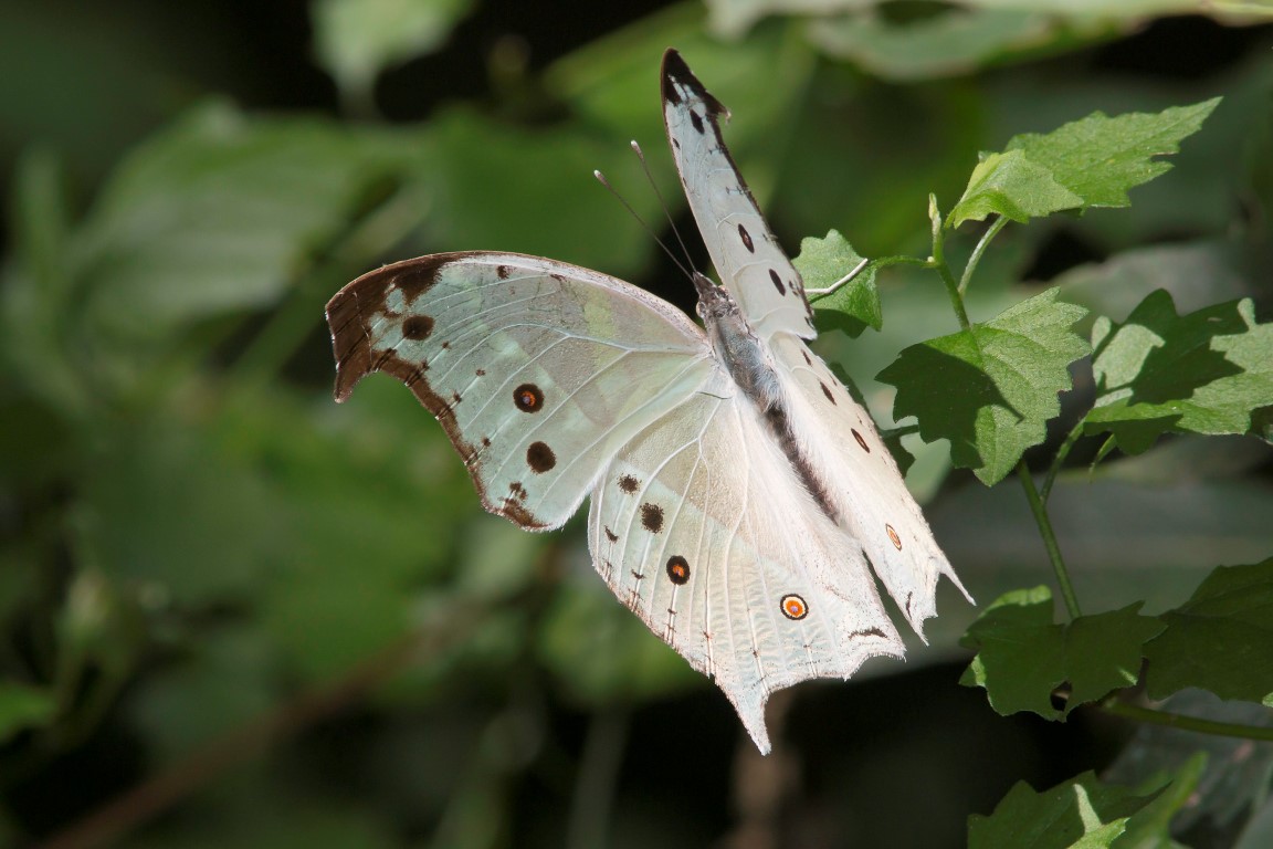 Ten magnificent butterflies of the Dolphin Coast | North Coast Courier