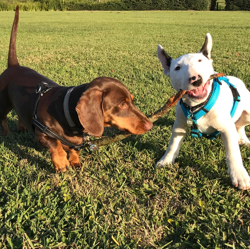 Swarm of frenzied bees attack and kill Chaka's Rock pets | North Coast ...