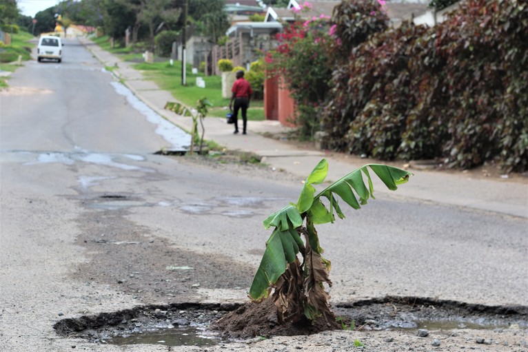 Watch: Fed-up with poor roads, KwaDukuza man plants banana trees in ...