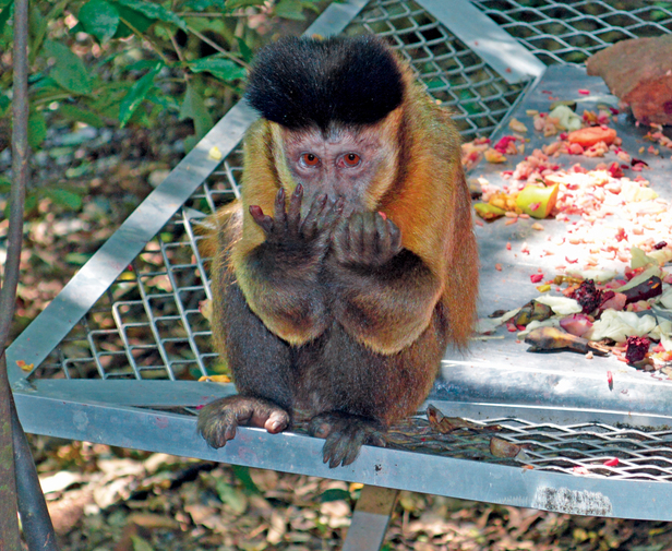 Monkeyland KZN - a hidden jungle treasure - provides a home for ...