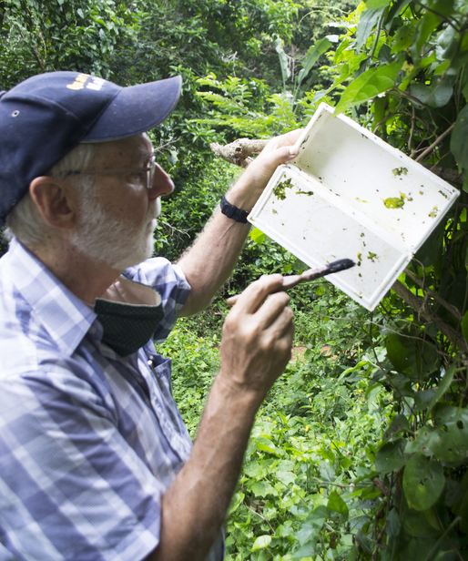 Highly invasive vine may have met its match as beetles come to feast at ...