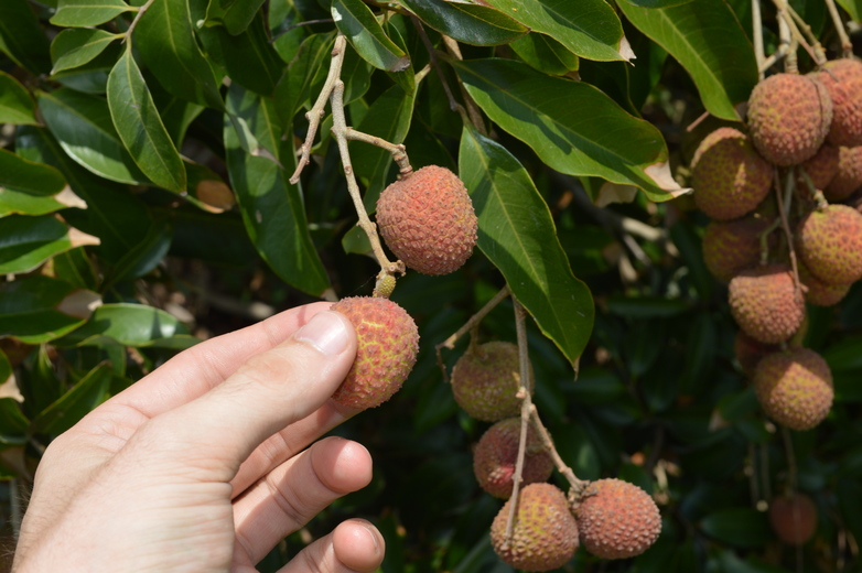 Litchi lovers, prepare to get your sweet tooth satisfied at the Litchi ...