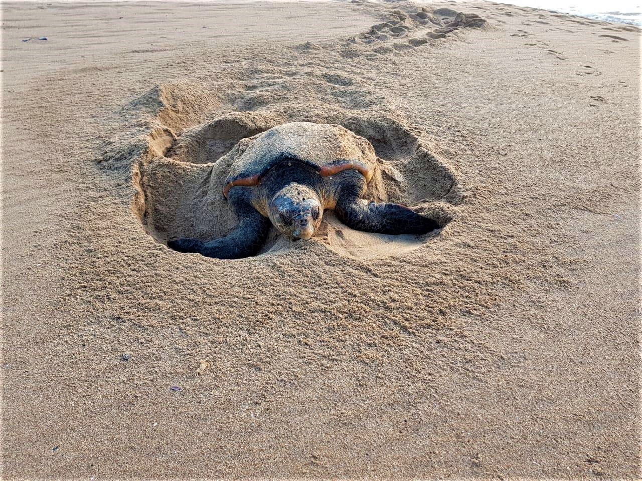 Loggerhead turtles sighted nesting on North Coast beaches | North Coast ...