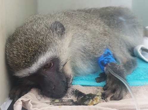 Outrage over poisoning of monkeys at Ballito complex | North Coast Courier