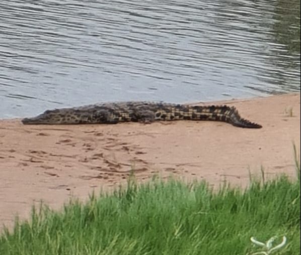 WATCH: 1.4m Crocodile spotted near Tongaat River mouth | North Coast ...